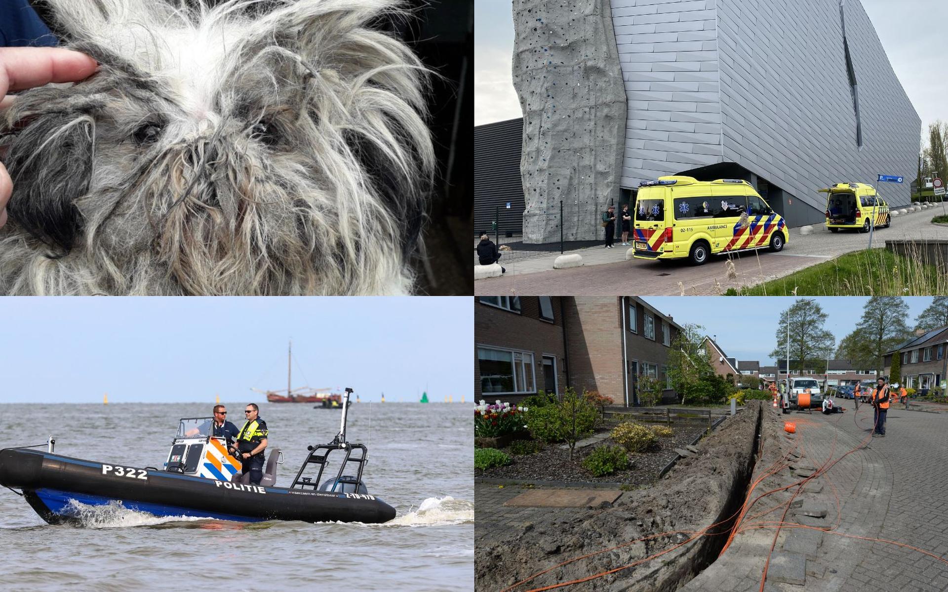 Inspectie neemt 8 verwaarloosde honden in beslag & VVD maakt zich ... Inspectie neemt 8 verwaarloosde honden in beslag & VVD maakt zich ...